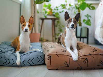 The 15 Best Organic & Non-Toxic Dog Beds - The Filtery