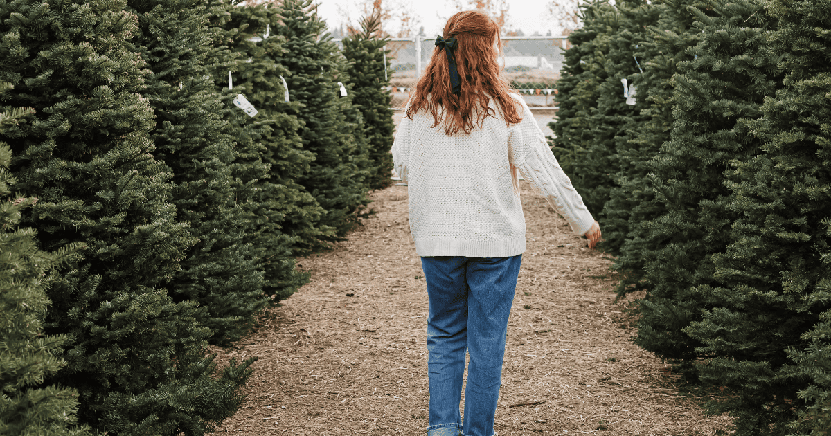 A List of Organic Christmas Tree Farms (By State) - The Filtery